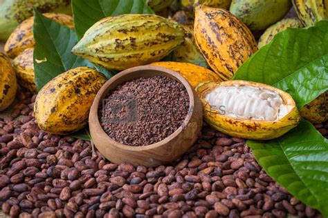 Ripe Cocoa Pod And Nibs Cocoa Beans Setup Background By Kaiskynet Vectors And Illustrations With