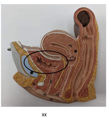 Anatomy Practical Study Guide Semester Flashcards Quizlet