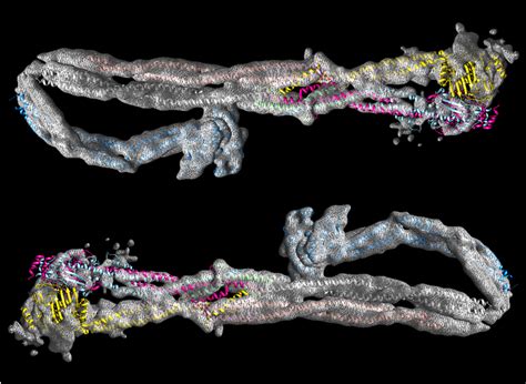 Cryo Em Keeps Us In The Loop About Chromosome Structure