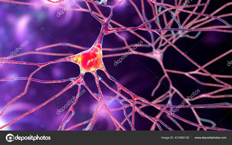 Neurons Illustration Showing Brain Cells Located Temporal Cortex Human