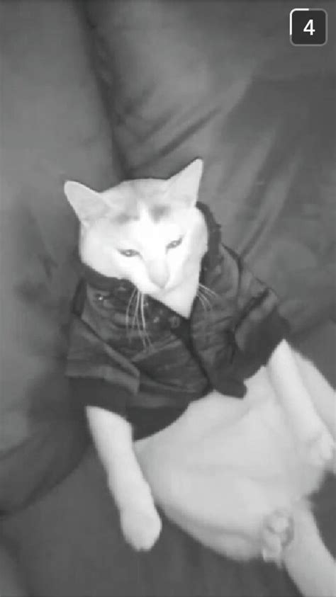 Mikey Wiki Cats Amino