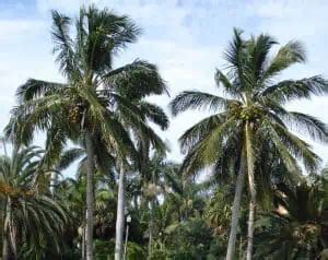 Different Types Of Coconut Trees Identifying Features