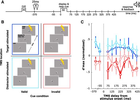 TMS Modulates Performance A Possible TMS Stimulation Delays On Any Download Scientific