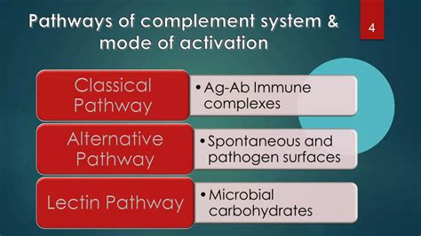 Complement System And Its Regulation Ppt