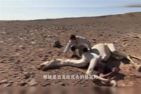 遇到渴死的骆驼为什么不能碰如果碰了会有什么后果