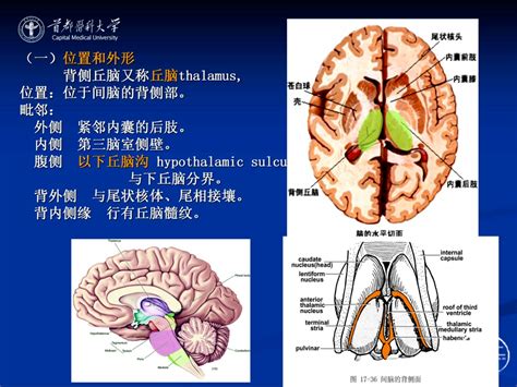 颅脑解剖 间脑 脑医汇 神外资讯 神介资讯