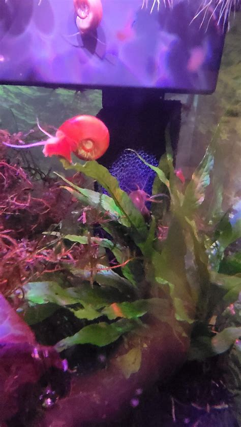 Is My Snail Separating From His Shell He Cant Seem To Get It Upright On His Back R Aquaticsnails