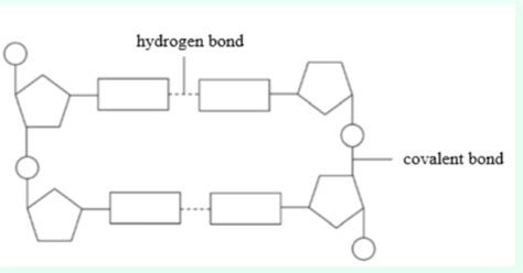Bio Gcse B13 Reproduction Inheritance Flashcards Quizlet