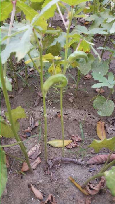 This Is Lady Finger Plant Fruit Turning Coil And Some Leaves Getting Yellowish Community