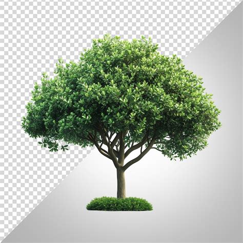 Conifer Tree With Dense Foliage Png Premium Ai Generated Psd