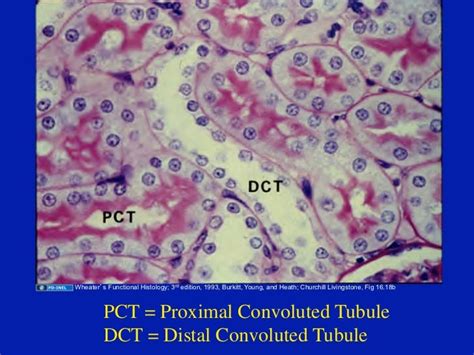 120808 Histology Of The Urinary Tract