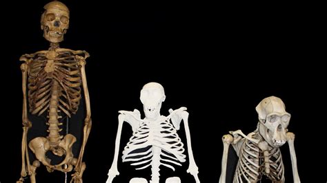 Australopithecus Sediba Skeleton