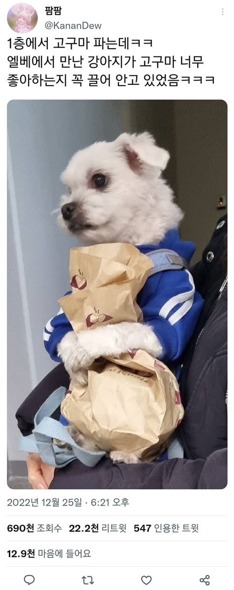 엘베에서 만난 고구마 꼭 껴안은 강아지 Twt 인스티즈 Instiz 이슈 카테고리