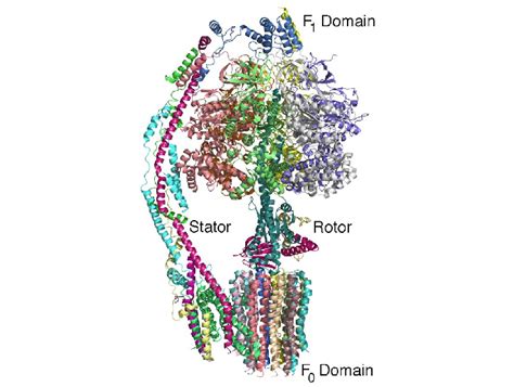 Three Dimensional Structure Of Atp Synthase The Backbones Of The 14 Download Scientific