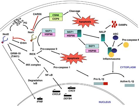 Pathogen And Host Induced Nlr Signalling Cascades Nod1 Simulation