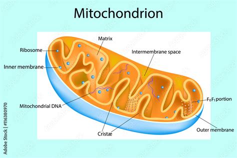Naklejka Mitochondrion Components Of A Typical Mitochondrion Structure Interactive Diagram