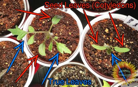 Fertilizing Tomato Seedlings Common Questions Bountiful Gardener