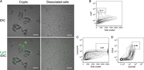 Isolation Of Crypts And Single Crypt Cells From The Duodenum And