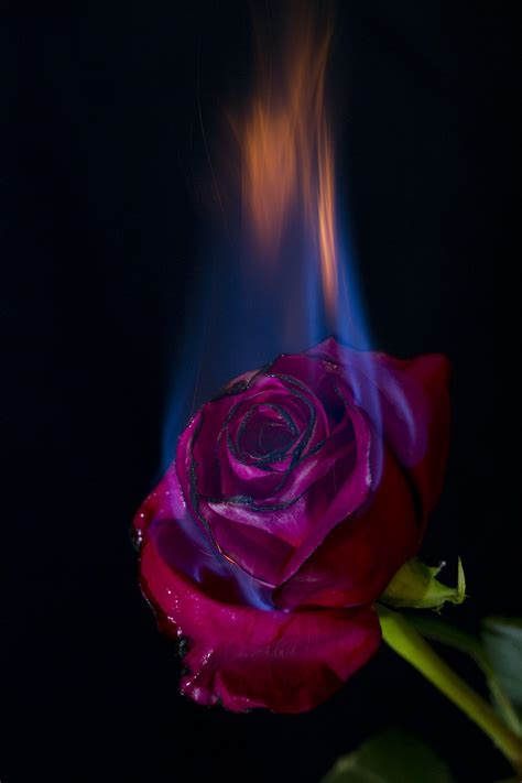 Fire Rose Wallpapers Top Free Fire Rose Backgrounds Wallpaperaccess