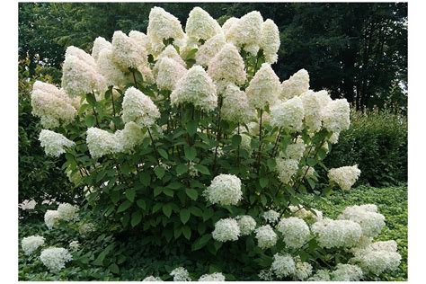 Hydrangea Paniculata Phantom