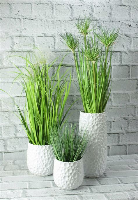 Декоративные растения в горшках для домашнего интерьера 76 фото красивые картинки и Hd фото