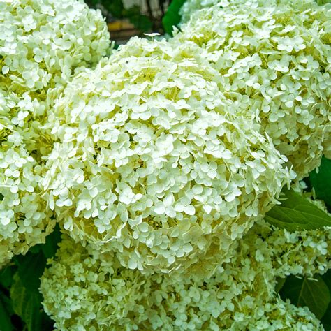Types Of Hydrangeas And How To Identify Them