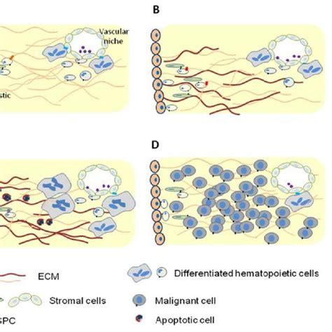 Cell Cell And Cell ECM Adhesion Events That Modulate Hematopoiesis In
