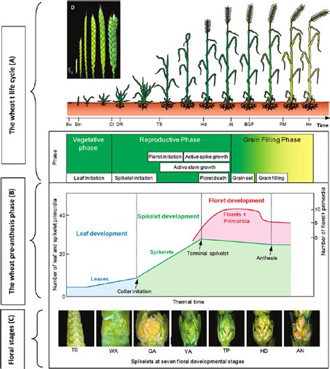different developmental stages in the wheat life cycle a the wheat download scientific