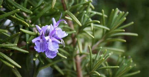 君を夏の日にたとえようか 花以想の記
