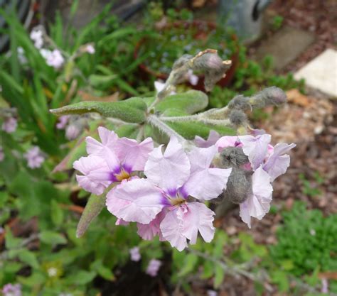 Dampiera Purpurea Australian Plants