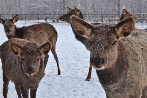 Як побачити північного оленя —