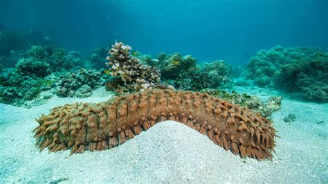 Sea Cucumbers The Excremental Heroes Of Coral Reef Ecosystems Ecowatch