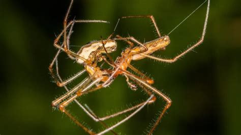 Are Spiders Bugs All You Need To Know EXOtella