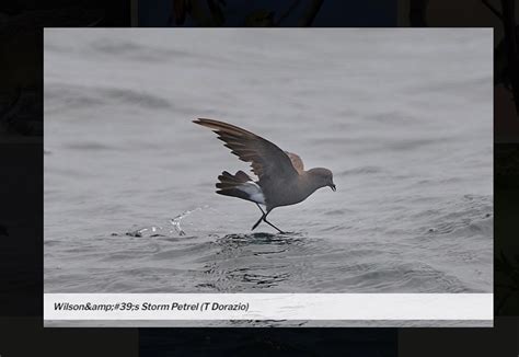 Custom Code Captions Apostrophe Is Showing As Html Custom Code Forum Webflow
