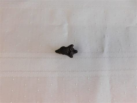 Turtle Vertebra Fossil Fossils And Artifacts For Sale Paleo Enterprises