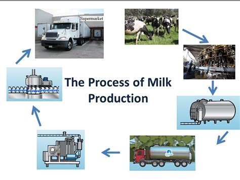 Cow Milk Production Process