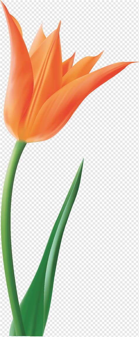 Tulip Flower Png PNGWing