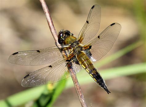 Vierfleck Libellula Quadrimaculata Picture Insect
