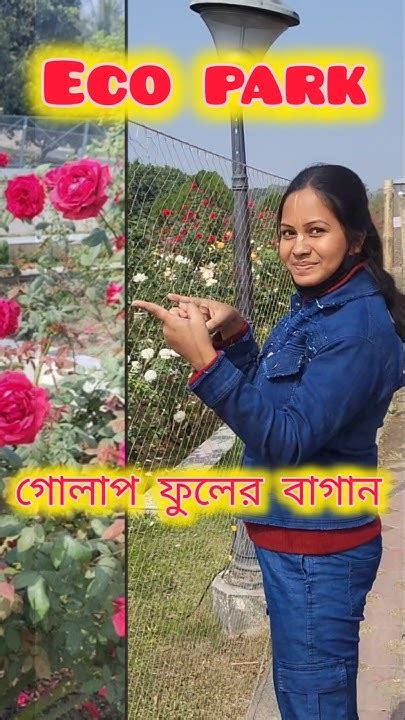Eco Park গিয়ে গোলাপ ফুলের বাগান দেখলাম Minivlog Youtubeshort Flowers Banglavlog Youtube