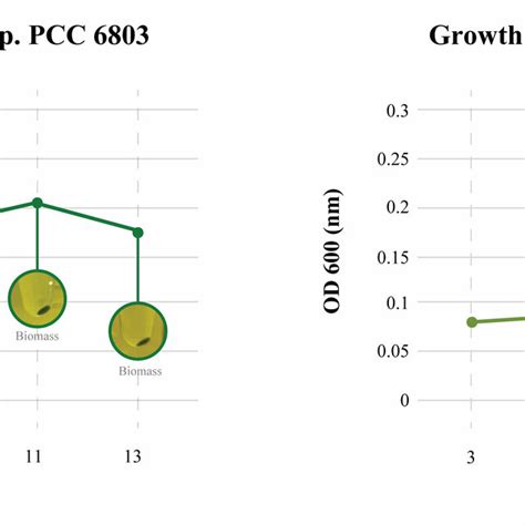 Cyanobacterial Growth Within Sand Agar Mixtures A Lefthand Image Download Scientific