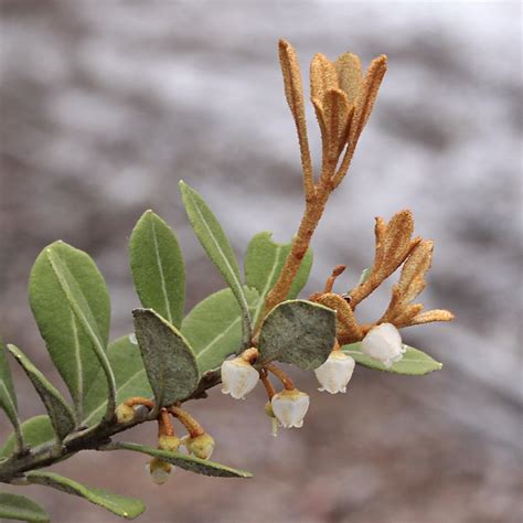 Rusty Lyonia Sandhills Native Nursery