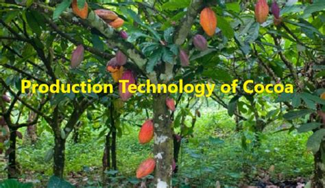Step By Step How To Grow Cocoa Tree