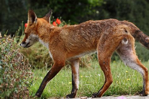 How To Tell The Difference Between Male And Female Foxes Eve Erofound