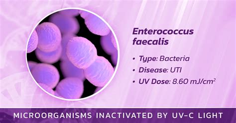Enterococcus Faecalis Is Inactivated By Uv C Light