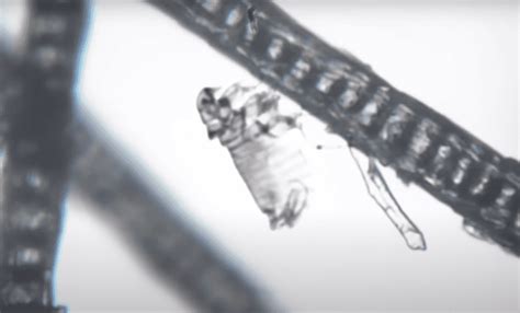 Unexpected Objects That Look Fascinating Under A Microscope