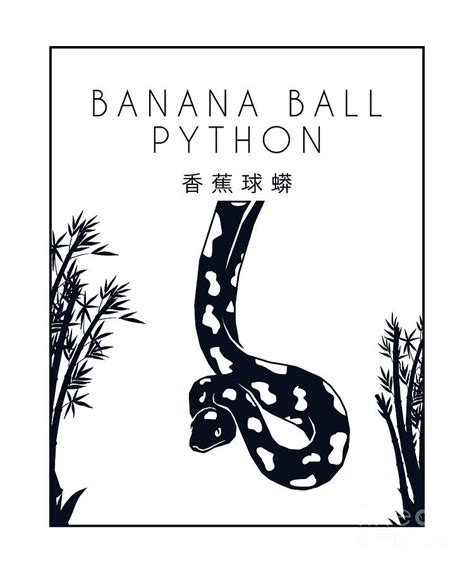 Banana Ball Python Chinese Hanzi Breeder Banana Ball Python Digital Art