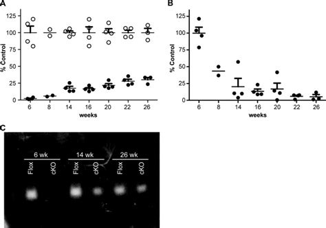 Viable Rnaseh1 Knockout Mice Show Rnaseh1 Is Essential For R Loop
