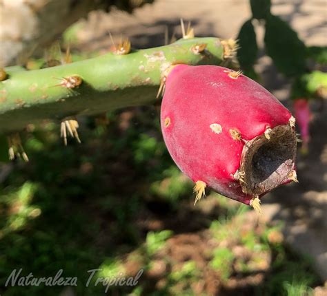 Caracterśiticas Del Cactus Opuntia Cochenillifera Plantas