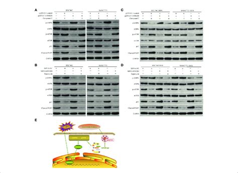 Hmgb1 Mediated Autophagy That Downregulates Apoptosis In Hcc Cells Download Scientific