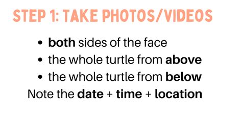 Sea Turtle Identification Project Under The Wave